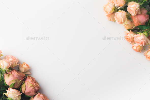pink rose flowers isolated on white background with copy space Stock ...