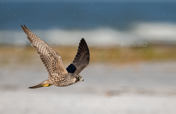 Peregrine Falcon Flying on the Beach Stock Photo by harrycollinsphotography