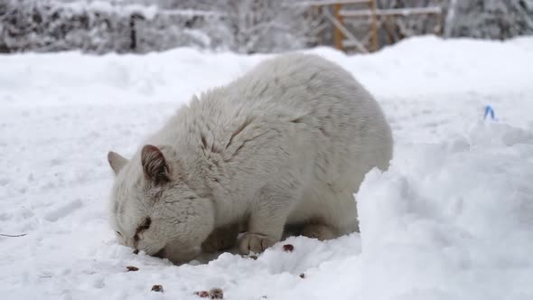 Hungry Homeless Cat Eating Dry Cat Food on Snow in Cold Weather ...