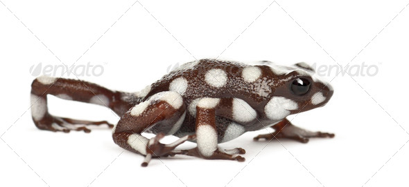 Maranon Poison Frog or Rana Venenosa, Ranitomeya mysteriosus, against ...