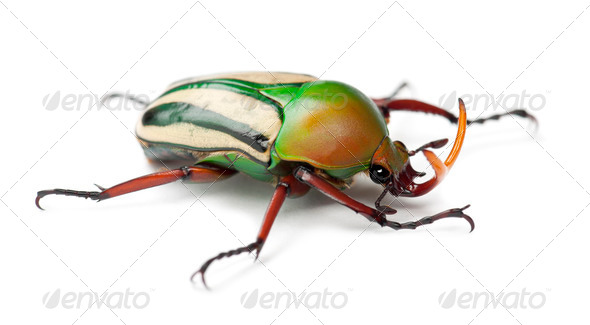 Male Flamboyant Flower Beetle or Striped Love Beetle, Eudicella gralli ...
