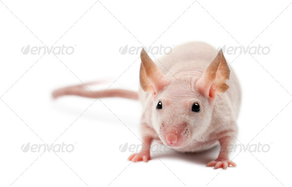 Hairless mouse, Mus musculus, portrait against white background Stock ...