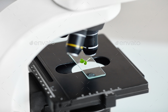 Four Leaf Clover under Microscope Stock Photo by seventyfourimages