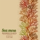 Sea Moss Vector Pattern on Color Background, Vectors | GraphicRiver