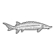 Sturgeon Engraving Vector Illustration, Vectors | GraphicRiver