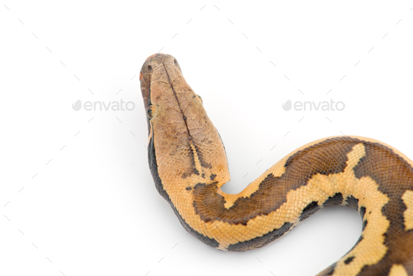 Sumatran Short Tail Python isolated on white background Stock Photo by ...