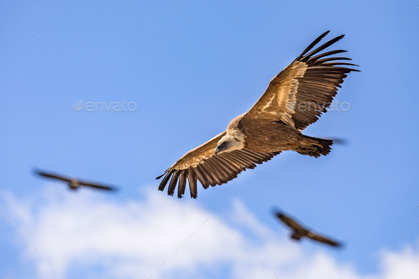 Griffon vultures flying blue sky Stock Photo by CreativeNature_nl ...