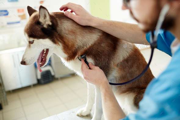 Check-up of dog Stock Photo by Pressmaster | PhotoDune