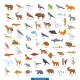 Animals of Europe Collection, Vectors | GraphicRiver