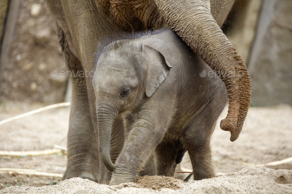 Cute young Asian elephant Stock Photo by Edwin-Butter | PhotoDune