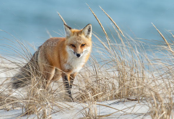 Red Fox on the Beach Stock Photo by harrycollinsphotography | PhotoDune