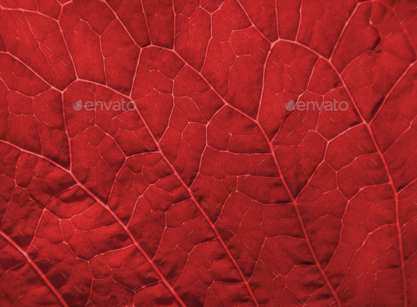 red leaf texture Stock Photo by didesign | PhotoDune