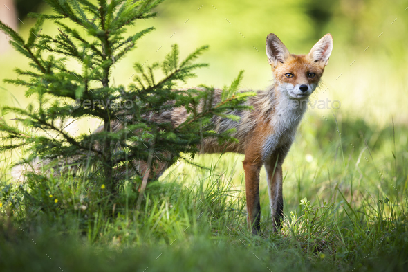 Skinny red fox peeking out behind the conifer tree in sunlight Stock ...