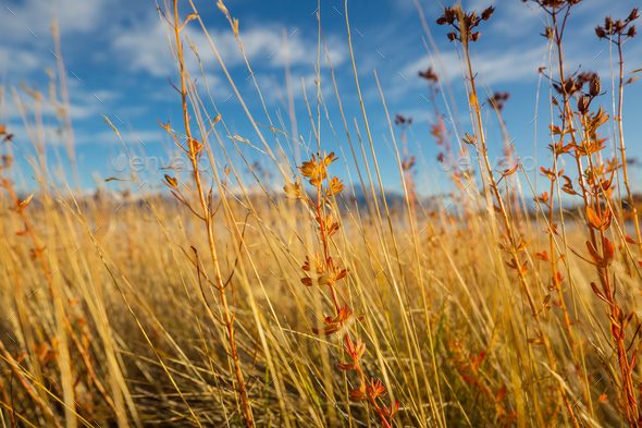 Autumn meadow Stock Photo by Galyna_Andrushko | PhotoDune