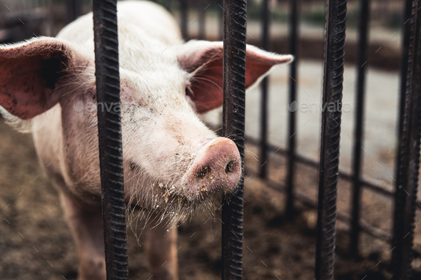 Pig on the farm. Bad conditions, pets Stock Photo by serbogachuk ...