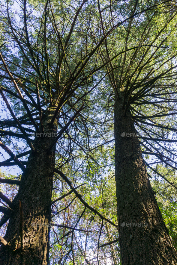 Large pine trees, California Stock Photo by SundryPhotography | PhotoDune