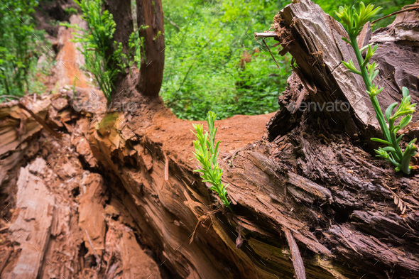 Tiny Redwood trees sprouting from a fallen trunk Stock Photo by ...