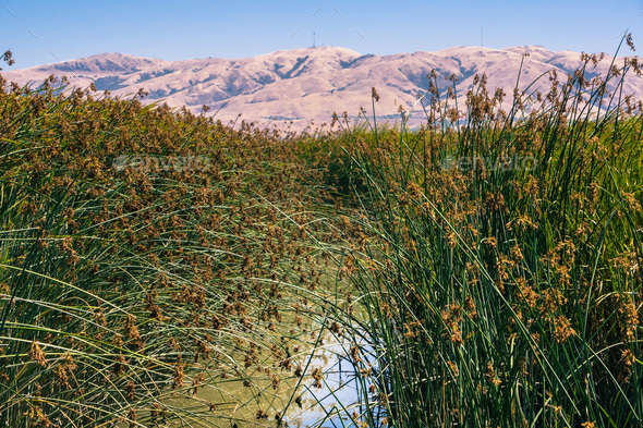 Tule reeds and cattail in the marsh restored at Alviso Marina County ...