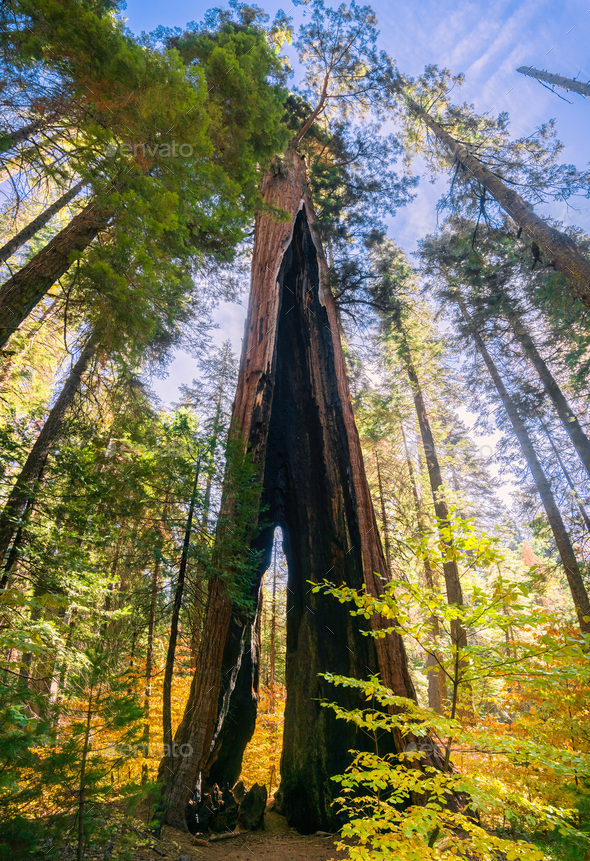 Tall, burnt Sequoia tree Stock Photo by SundryPhotography | PhotoDune