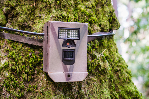 Wildlife monitoring device Stock Photo by SundryPhotography | PhotoDune