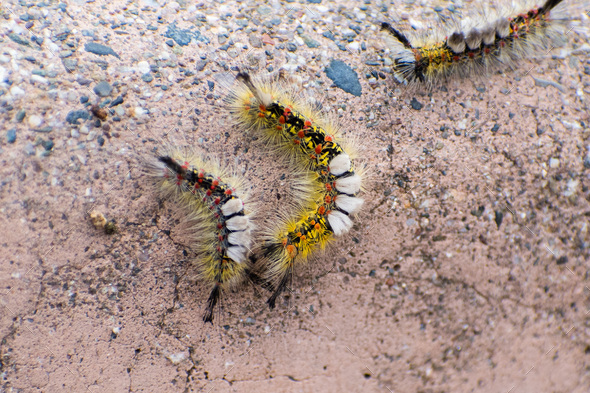 Close up of Western tussock moths Stock Photo by SundryPhotography