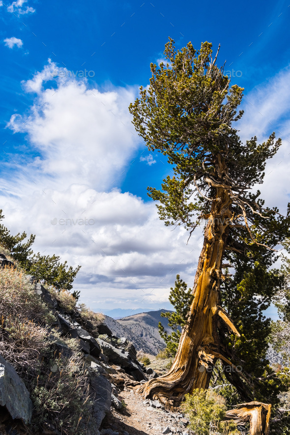 Bristlecone pine (Pinus longaeva) Stock Photo by SundryPhotography