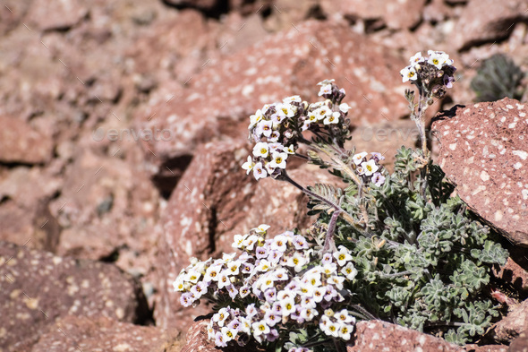 Alpine false candytuft wildflowers Stock Photo by SundryPhotography