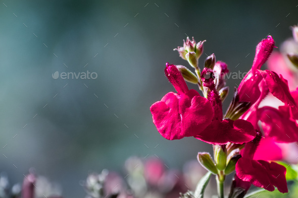 Salvia greggii 'Mirage Cherry Red' in bloom Stock Photo by ...