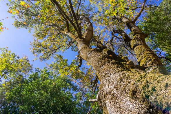 Tall big leaf maple tree Stock Photo by SundryPhotography | PhotoDune