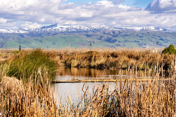 Cattail and tule reeds surrounding a pond Stock Photo by SundryPhotography