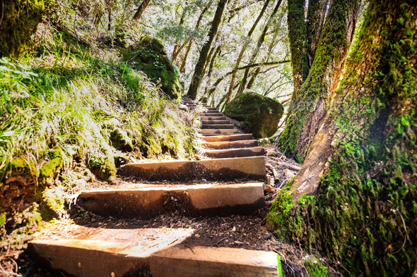 Wooden steps in a forest Stock Photo by SundryPhotography | PhotoDune