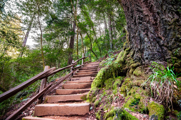 Wooden steps going up through a lush forest Stock Photo by ...