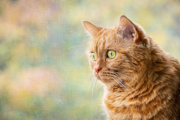 Orange cat at the window Stock Photo by SundryPhotography | PhotoDune