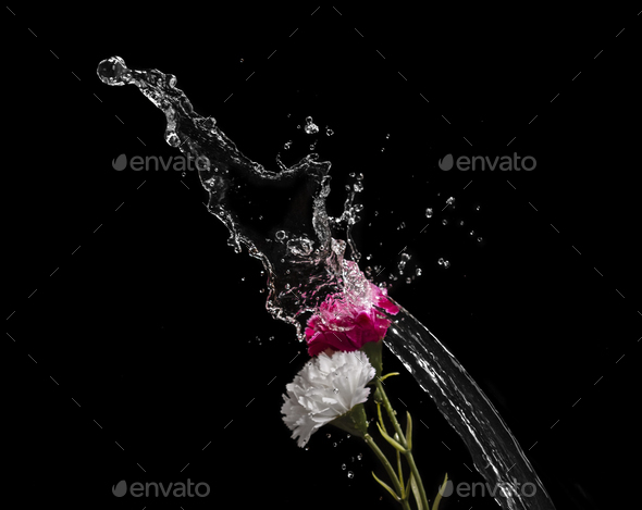 FLOWER WATER SPLASH Stock Photo by iiMOHAMMEDii | PhotoDune