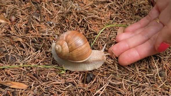 A woman placing her hand in front of a snail and then watching the ...