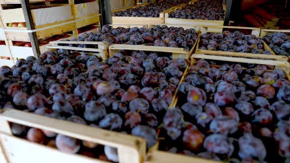 Plums in Boxes, Stock Footage | VideoHive
