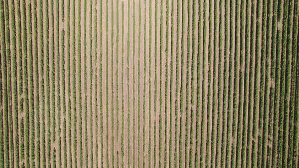 Top View of Green Country Field with Row Lines Agriculture Development ...