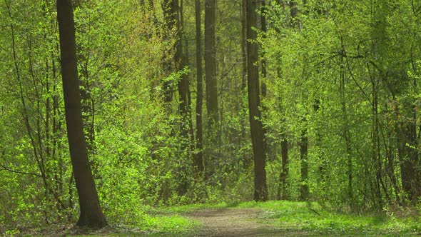 Forest, Stock Footage | VideoHive