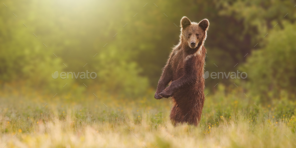 Brown bear standing on rear legs in upright position on meadow with ...