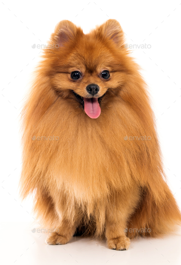 Cute spitz Stock Photo by Microstock_Growth | PhotoDune