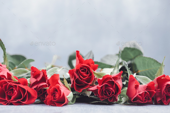 Red Rose Gray Background