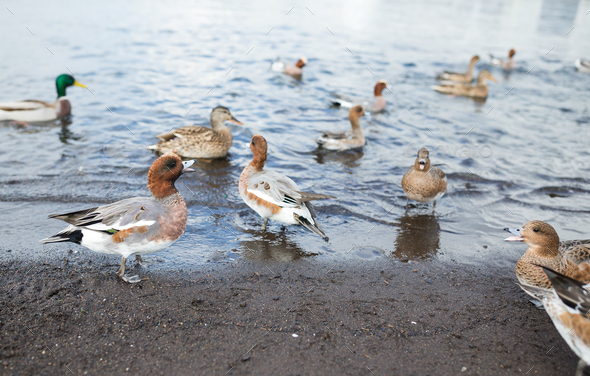Feeding duck Stock Photo by leungchopan | PhotoDune