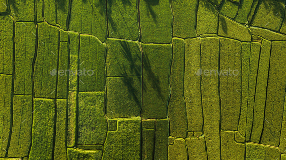 Abstract geometric shapes of rice fields in green color. Stock Photo by ...