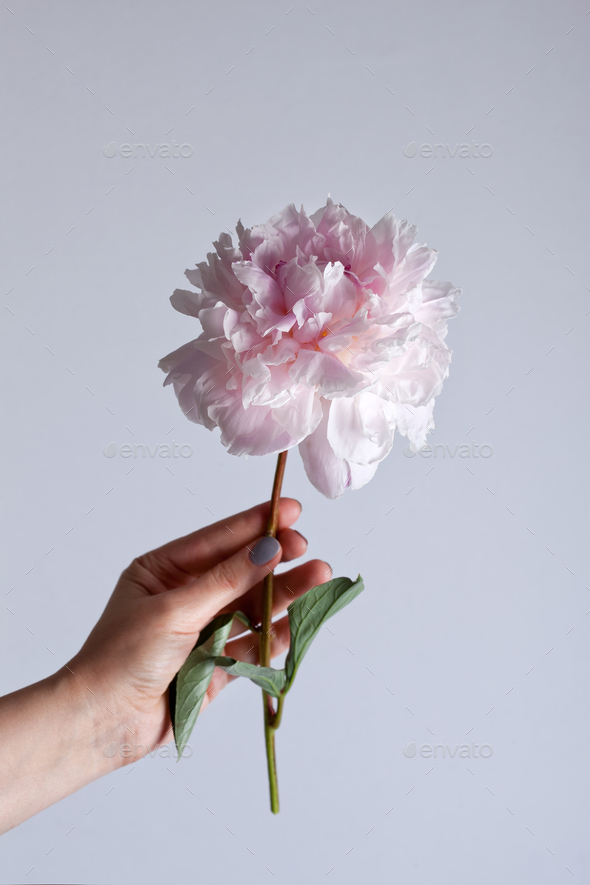 Woman's hand holding beautiful pink peony Stock Photo by OksaLy | PhotoDune