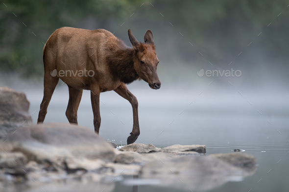 Cow Elk Portrait Stock Photo by harrycollinsphotography | PhotoDune