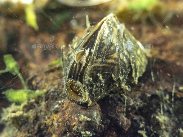 Zebra Mussel Invasive Bivalve Shell Underwater Stock Photo by JillHeinerth