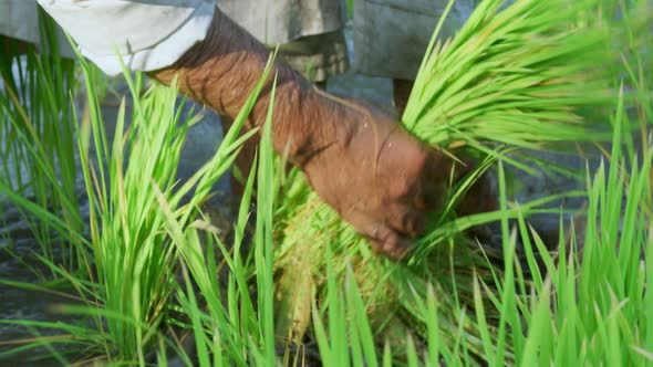Hasawi rice cultivation 3, Stock Footage | VideoHive