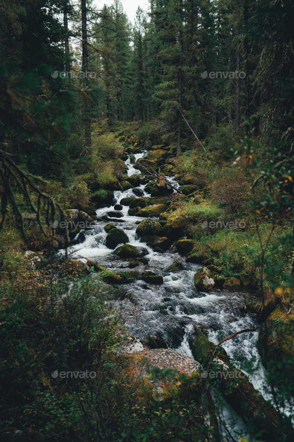 Beautiful stream in the taiga forest Stock Photo by SkyNextphoto ...