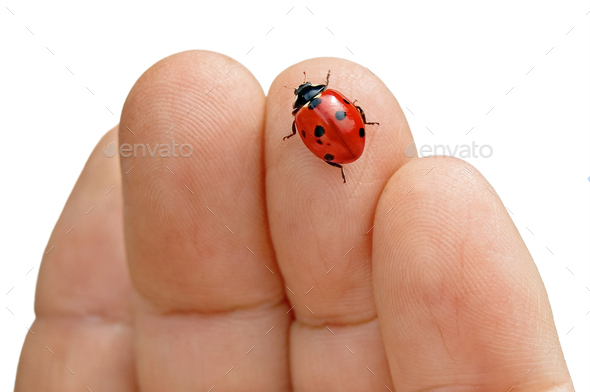 Ladybug on the hand Stock Photo by rezkrr | PhotoDune