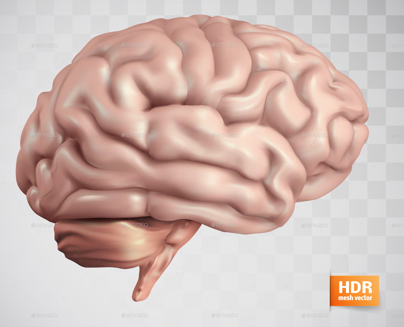 Human Brain Mesh Vector, Vectors | GraphicRiver